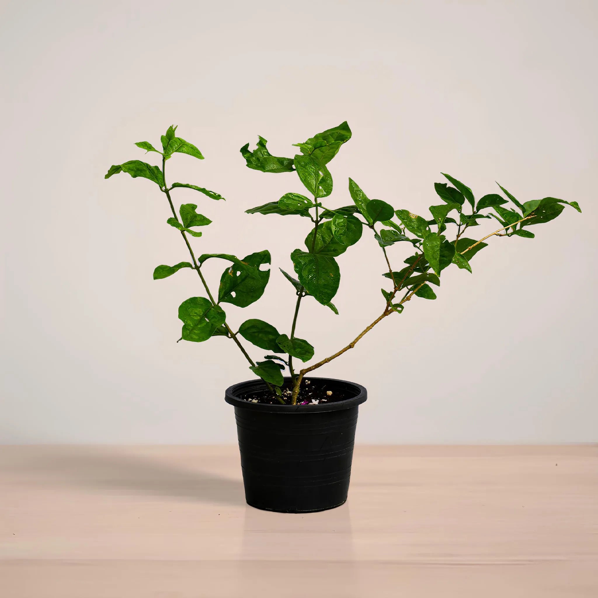 Motiya-Jasminum sambac (Arabian Jasmine) in Pot – Fragrant Flowering P ...