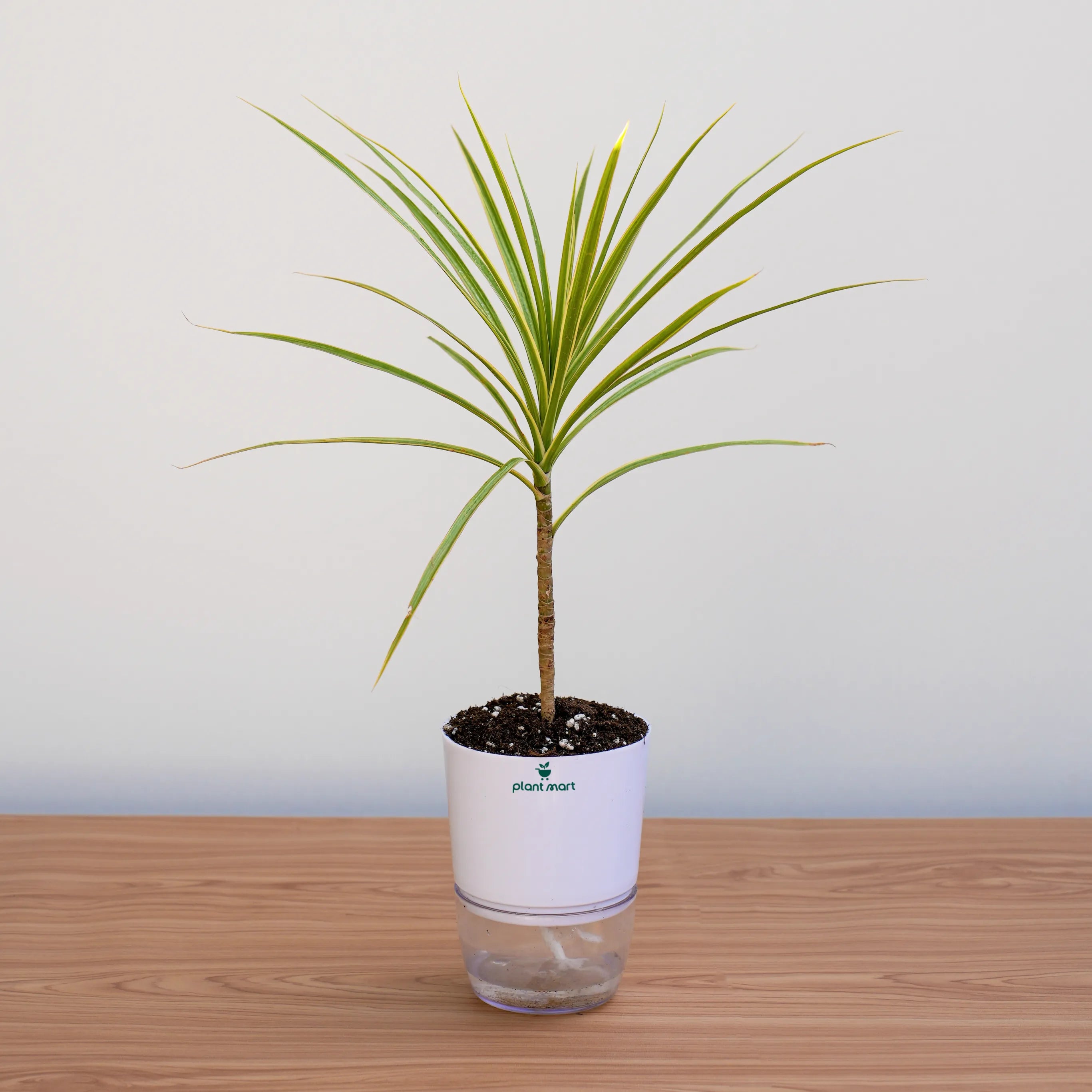Dracaena Magenta – Red Indoor Colorama Plant – PlantMart.pk