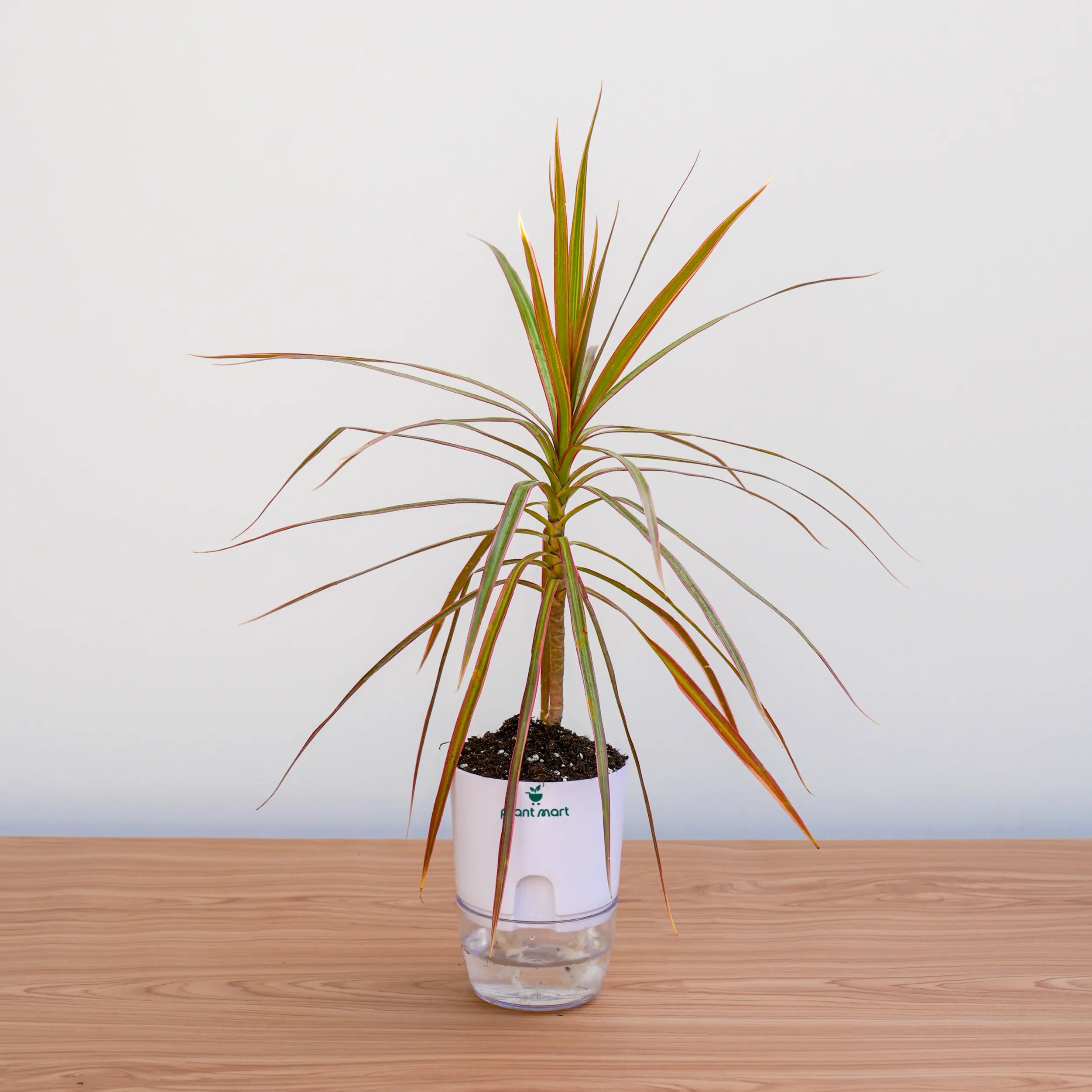 Dracaena Tricolor – Indoor Rainbow Dragon Tree – PlantMart.pk